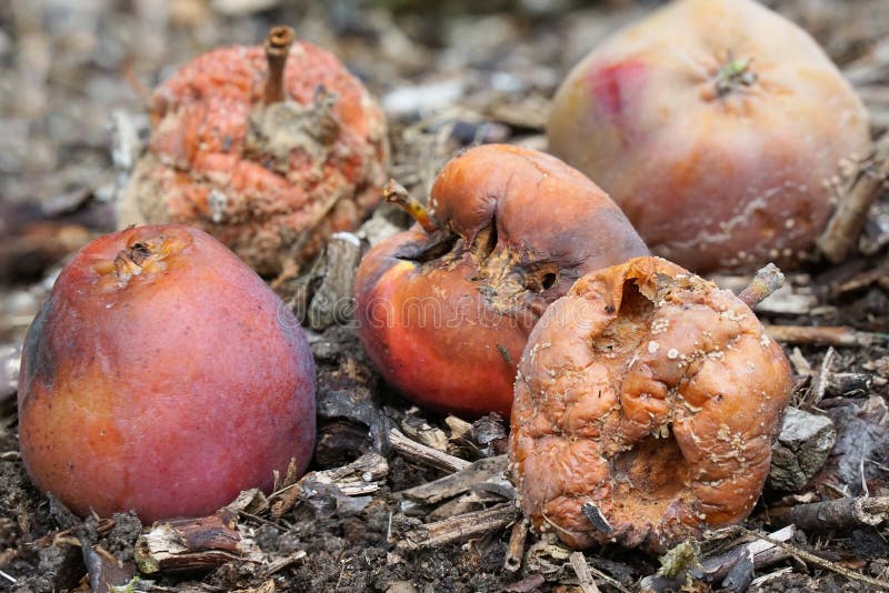 Rotten Apples stock photo. Image of damaged, ground, garden - 43384848