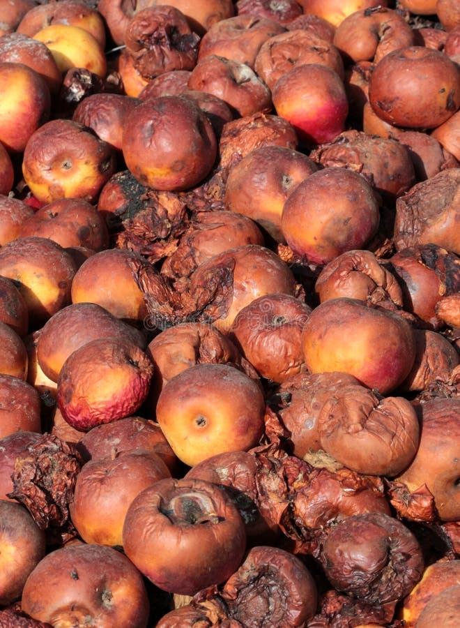 Rotten apples. stock image. Image of rancid, apple, crop - 73655275