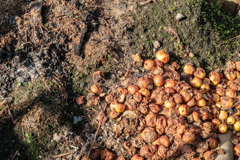 Rotten Apples Lay on the Ground. Fertilizer Stock Image - Image of ...