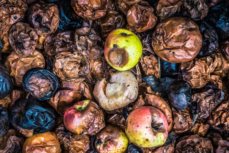 Rotten apples stock image. Image of food, natural, ingredient - 90161937