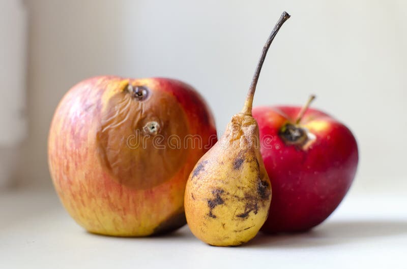 Rotten Apples and a Pear Lie on the Table, Close-up. Bad Inedible Fruit ...