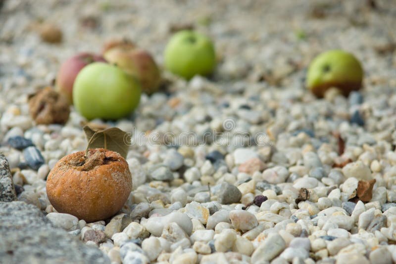 Rotten Apples are on the Rocks Stock Image - Image of rural, harvesting ...
