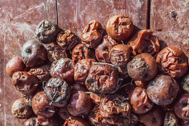 Rotten Apples on the Table in the Garden Stock Photo - Image of fungus ...