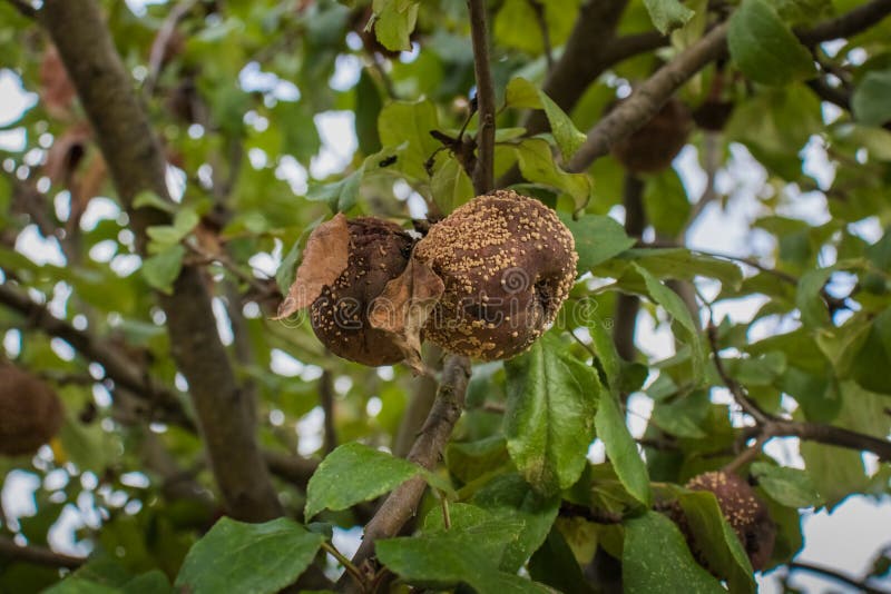 Rotten apples on a tree. stock image. Image of nature - 103464197