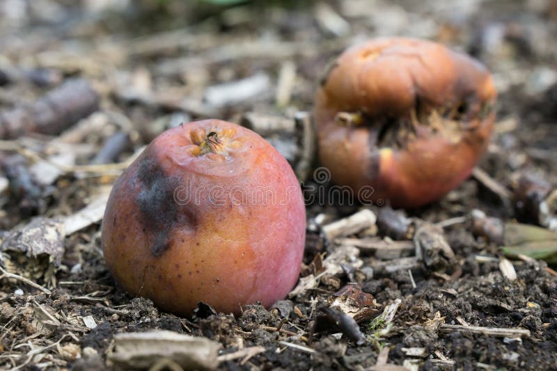 Rotten Apples stock image. Image of apple, green, garden - 43384843