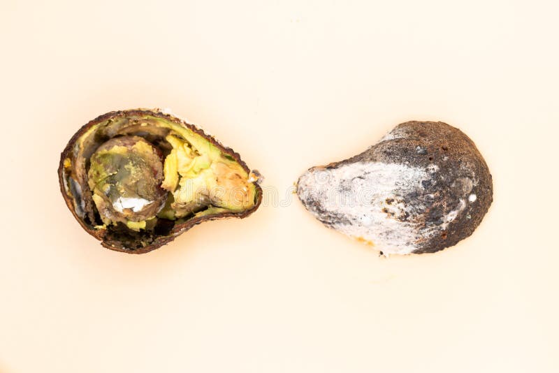 Rotten Avocado Split in Half with Mold Where the Inner and Outer Part ...