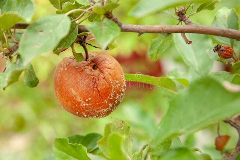 Rotten Bad Apple Hangs on Tree with Green Leaves Stock Image - Image of ...