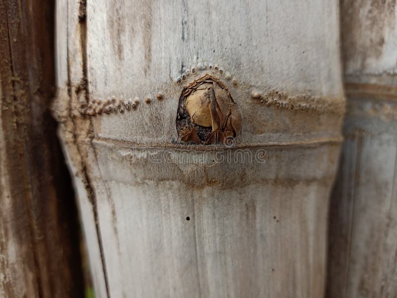 Rotten Bamboo Floor and Framing. Stock Photo - Image of wood, dirty ...