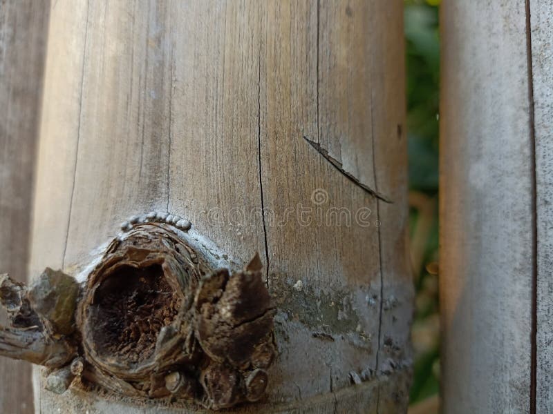 Rotten Bamboo Floor and Framing. Stock Photo - Image of wood, dirty ...