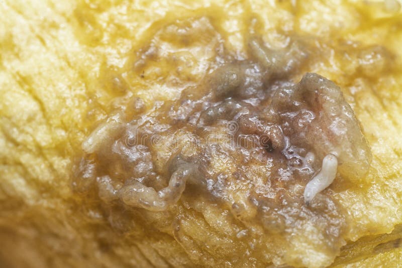 Rotten Banana Flesh Infected with Maggot. Stock Photo - Image of ...