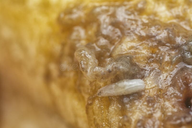 2,317 Rotten Banana Photos - Free & Royalty-Free Stock Photos from ...