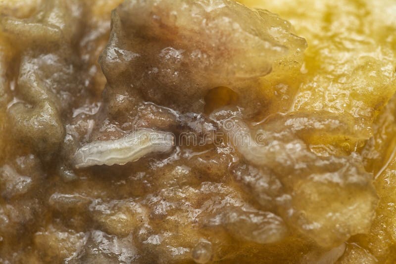 Rotten Banana Flesh Infected with Maggot. Stock Photo - Image of moldy ...