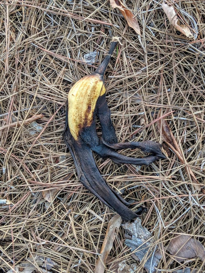Rotten banana stock image. Image of nutrition, single - 33796595