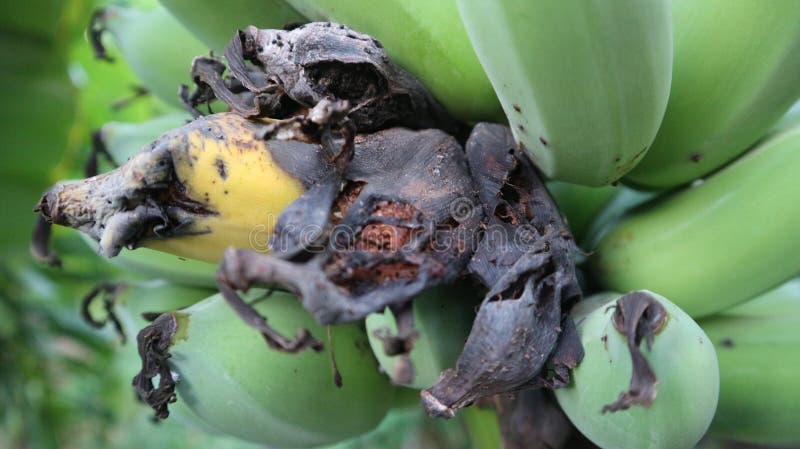 à¸´à¸´Rotten banana stock photo. Image of agriculture - 92294582