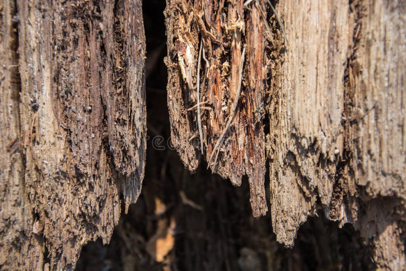Rotten Bark of an Old Tree on a Close-up Stock Photo - Image of ...