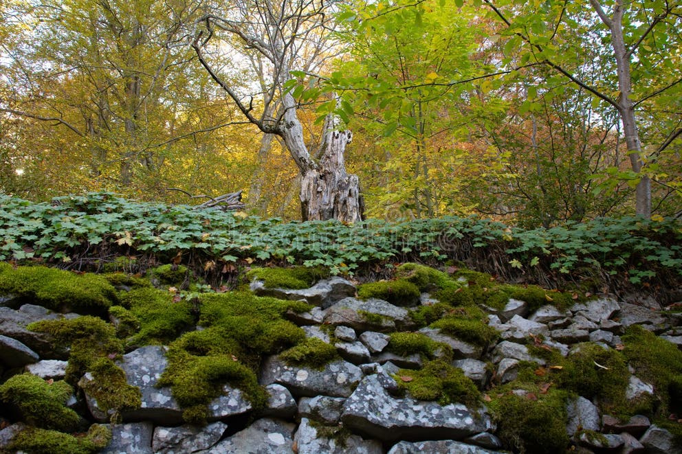 Rotten beech tree stock photo. Image of tree, vegetation - 346710084