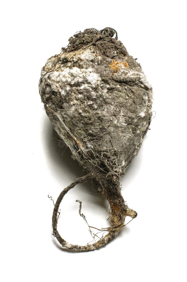 Rotten Beet with Molds on the White Clipping Path Stock Photo - Image ...