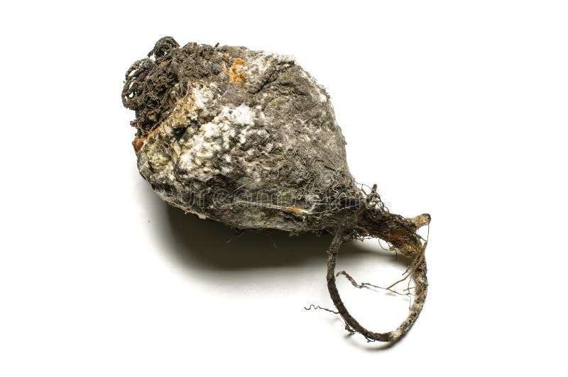 Rotten Beet with Molds on the White Clipping Path Stock Photo - Image ...