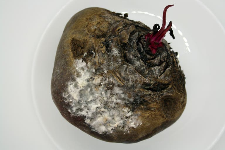 Rotten Beetroot on a White Background Stock Photo - Image of beetroot ...