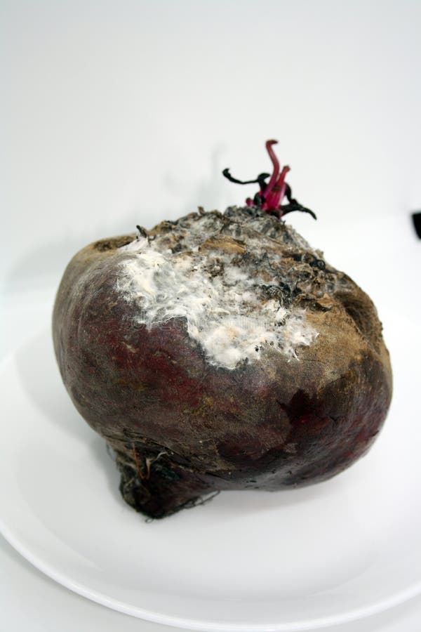 Rotten Beetroot on a White Background Stock Photo - Image of mould ...