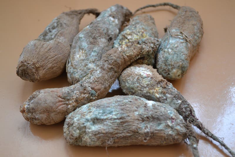 Rotten Beetroot on a White Background Stock Photo - Image of beetroot ...