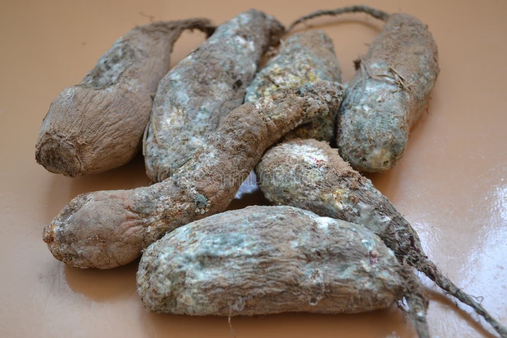 Rotten beetroots stock photo. Image of putrid, mold, beetroot - 39662200