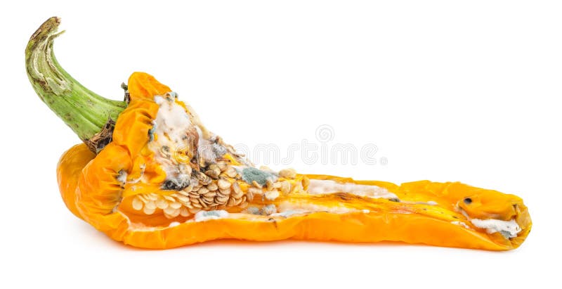 Moldy Red Bell Pepper Isolated on White Stock Image - Image of food ...