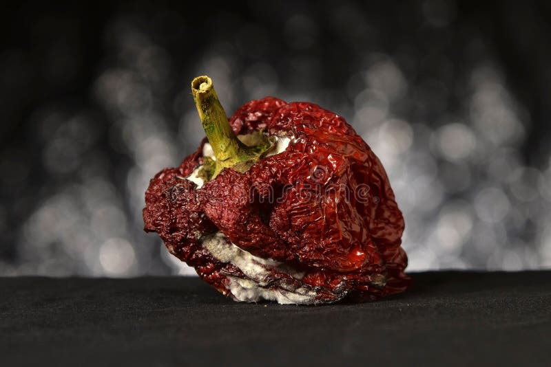 Rotten Bell Pepper Red stock photo. Image of mouldy - 176623048