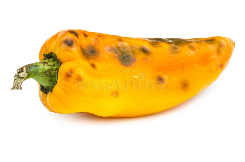 Spoiled Yellow Bell Pepper Isolated Stock Image - Image of crop, stem ...