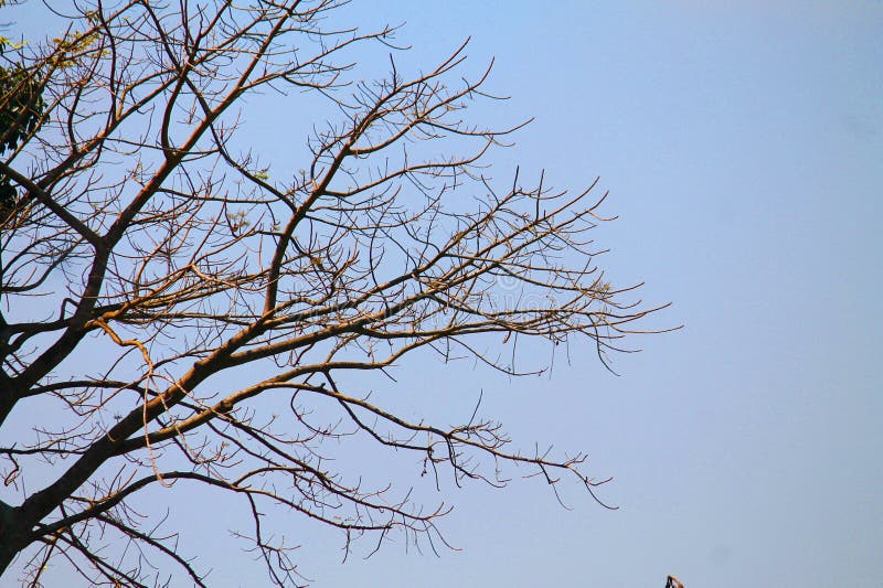 Old Rotten Branches and Logs on the Ground. Selective Focus. Stock ...