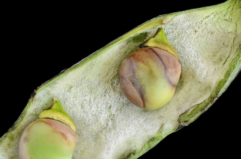 Broad beans stock photo. Image of color, close, ingredient - 9136056