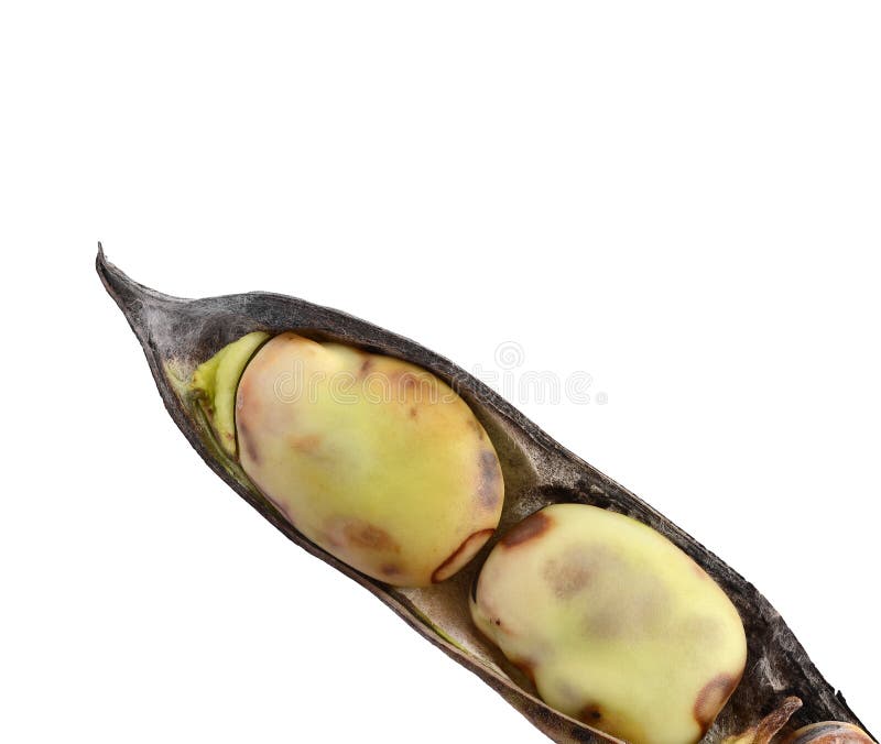 Rotten broad bean stock photo. Image of broad, seed - 245914678