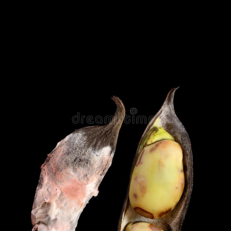 Rotten broad beans stock image. Image of fava, green - 245915407