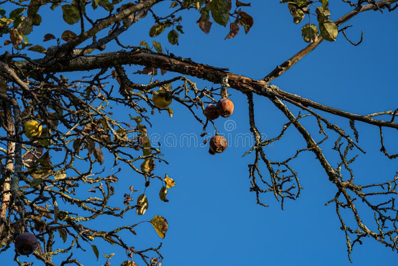Rotten Brown Apples on a Dying Apple Tree Stock Photo - Image of change ...