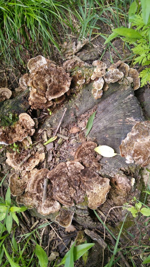 Rotten Brown Poison Mushroom Stock Image - Image of autumn, produce ...