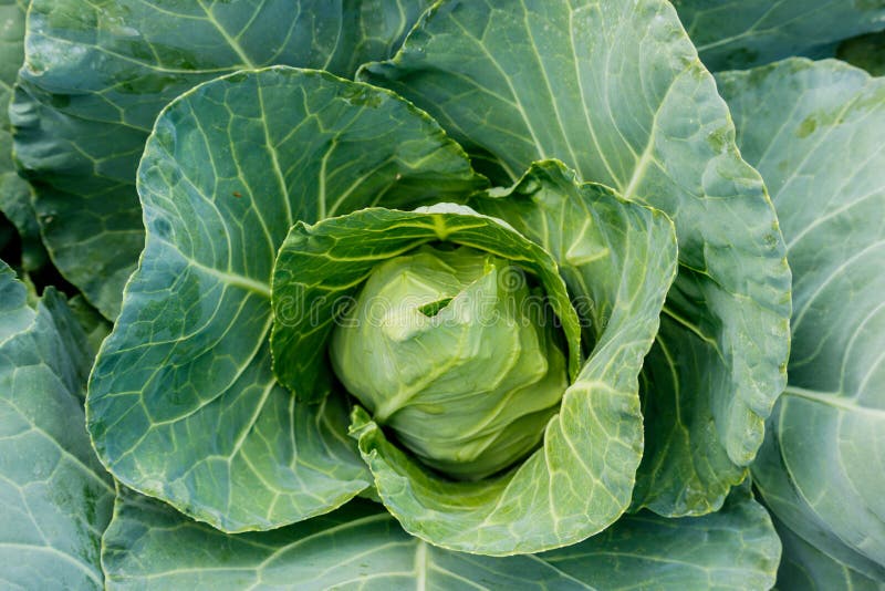 Rotten Cabbage from Insect Bite, Green Yellow Cauliflower Vegetable ...