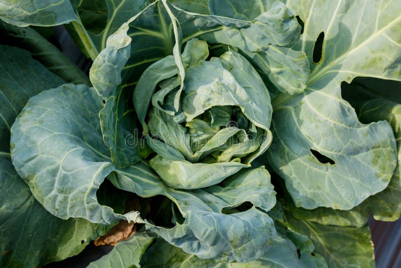 Rotten Cabbage from Insect Bite, Green Yellow Cauliflower Vegetable ...