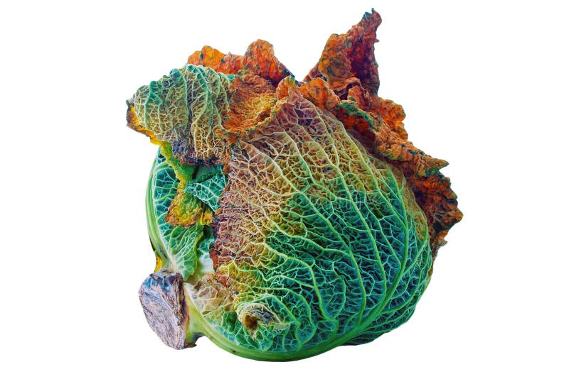 Rotting Cabbage on the Garden Ground Stock Image - Image of rubbish ...