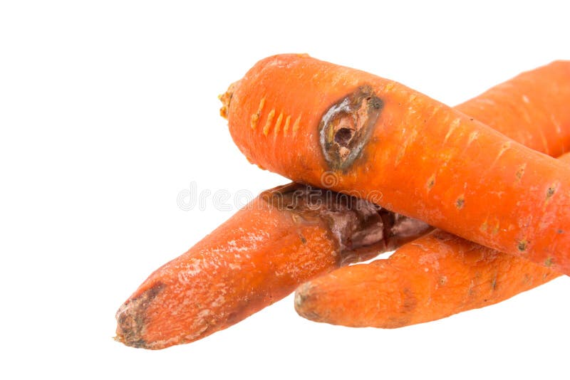 Rotten carrot isolated stock photo. Image of rotten, dermis - 88674646