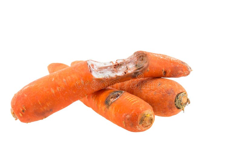 Rotten carrot isolated stock image. Image of rotting - 88018681