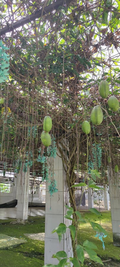 Rotten Chayote Tree Stock Photos - Free & Royalty-Free Stock Photos ...