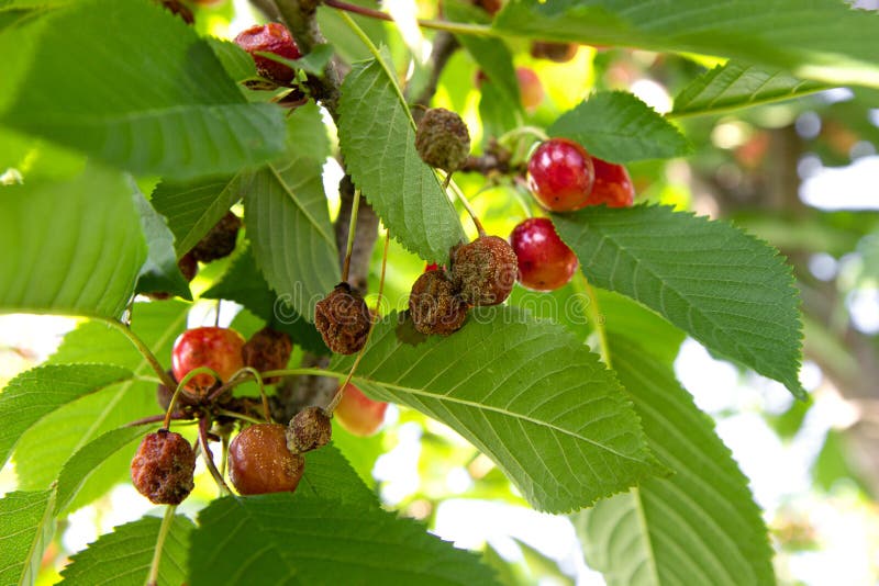 Rotten Cherries. the Cherries Have Gone Bad Stock Photo - Image of ...