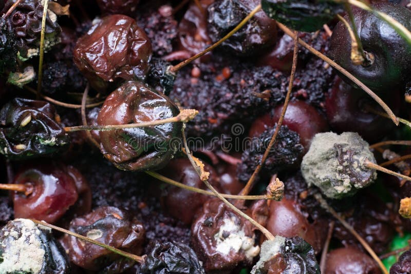 Rotten Cherries Macro Texture of Missing Cherries Stock Photo - Image ...