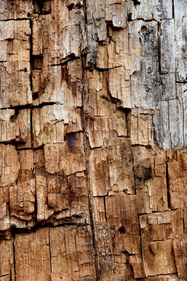 Trunk of the Cork Tree. Cork Stock Photo - Image of trees, twisted ...