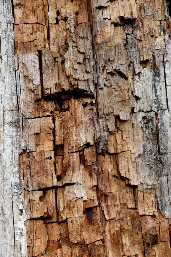 493 Dark Chestnut Wood Texture Photos - Free & Royalty-Free Stock ...