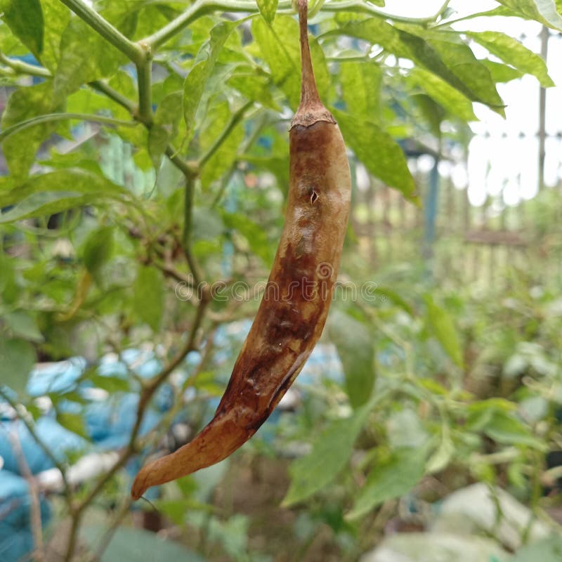 Chili Wilt Stock Photos - Free & Royalty-Free Stock Photos from Dreamstime