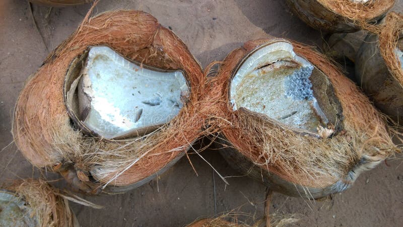 Rotten Coconut stock image. Image of full, hairy, food - 62292653