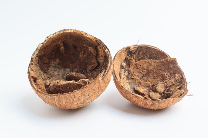 Rotten coconut stock photo. Image of green, jungle, farm - 61401380