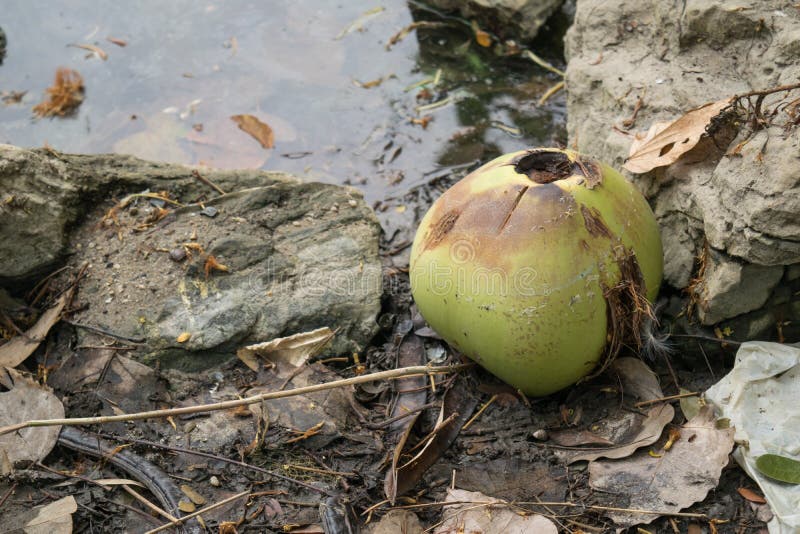 418 Rotten Coconut Stock Photos - Free & Royalty-Free Stock Photos from ...