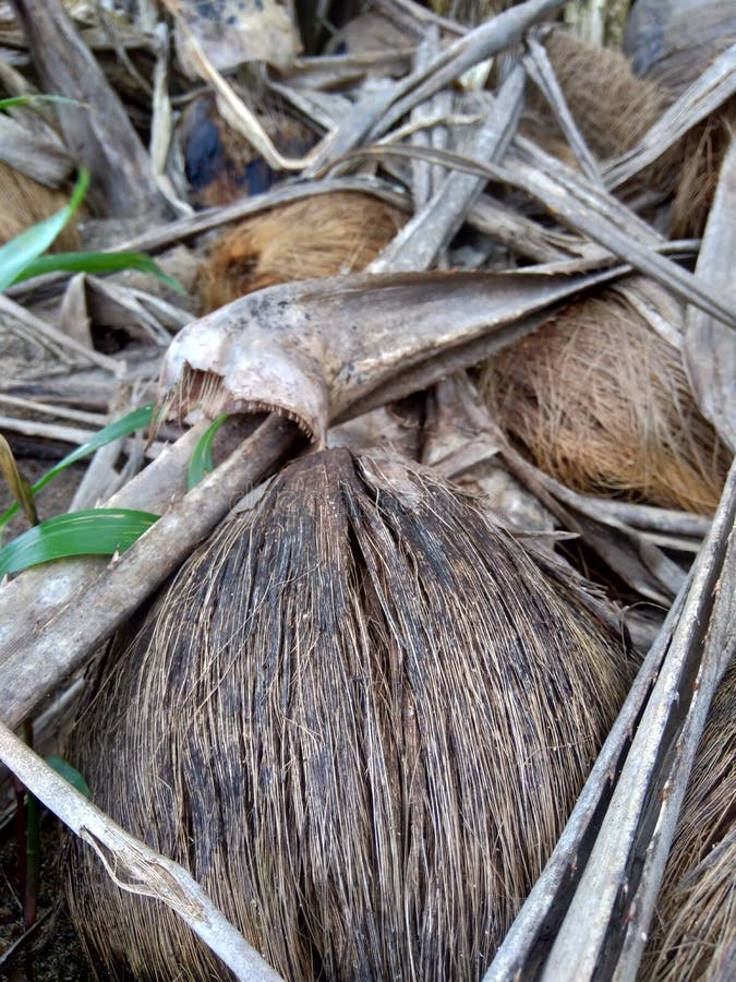 Rotten Coconut With Natural Background Stock Image - Image of coast ...